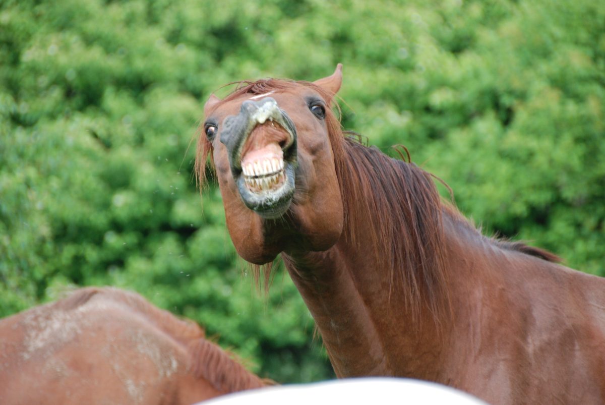 Reitunterricht